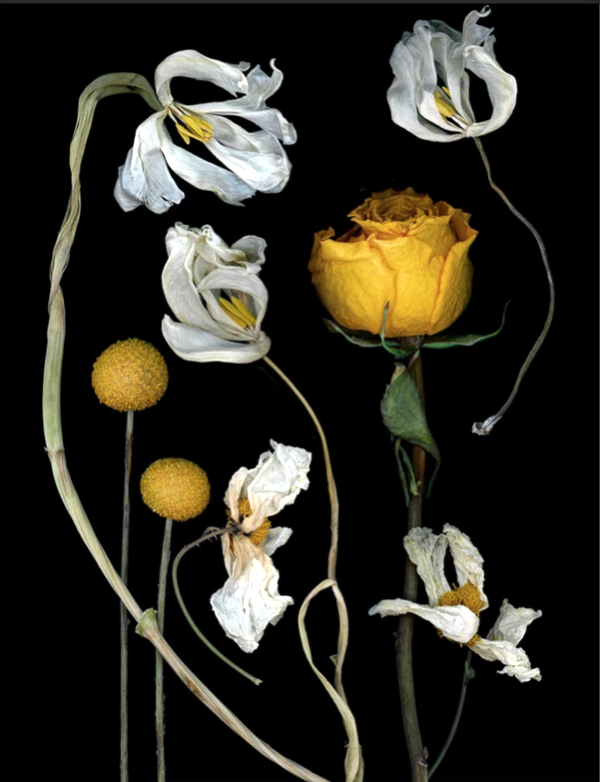 A Renaissance of Botanical Wonder—Jane Baron’s Homage to Nature’s Perf ...
